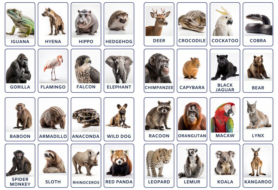 Discover Jungle Animals 32 Montessori Flashcards With Editable PDF ...
