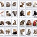 Découvrez les animaux de la jungle ! 32 cartes Montessori avec PDF ...