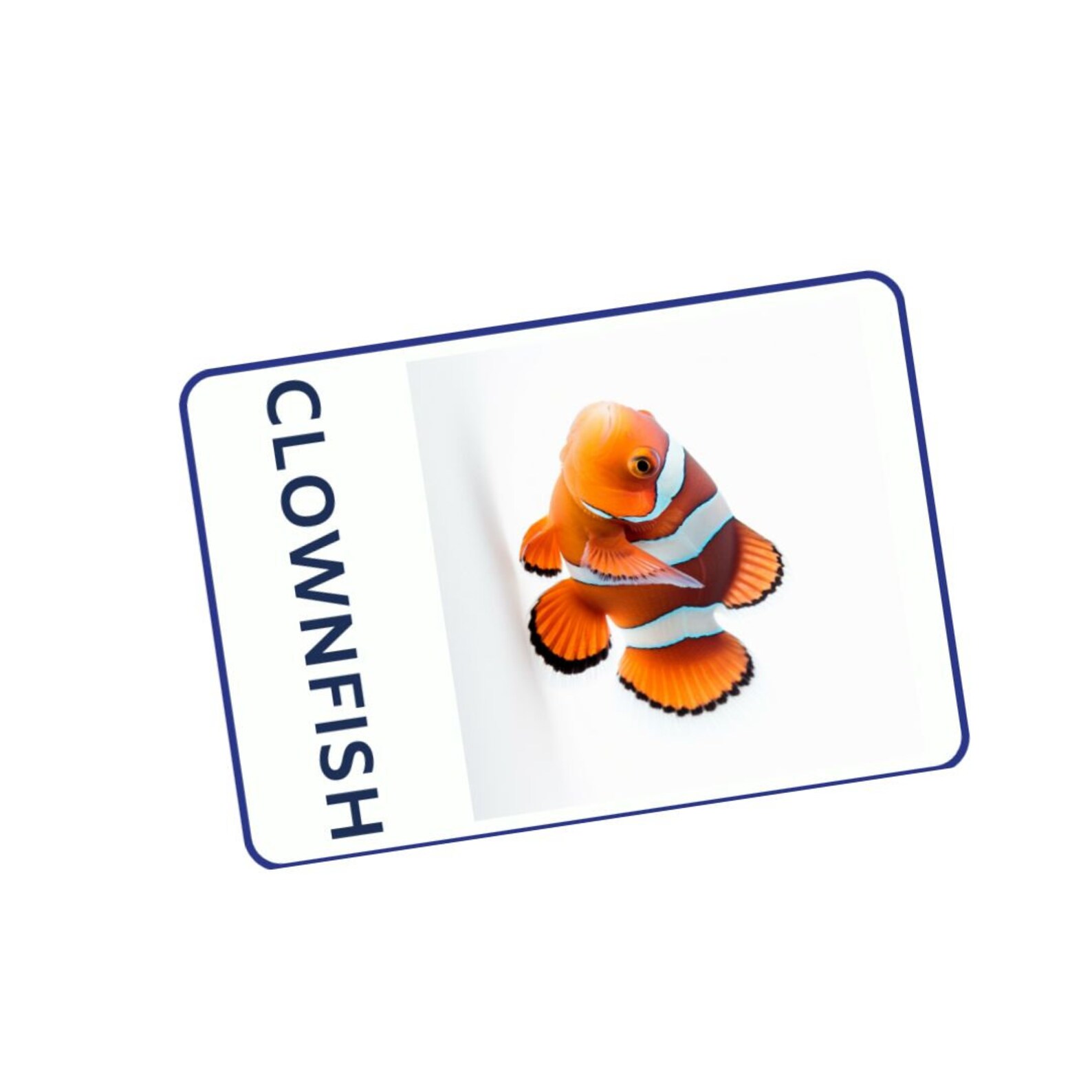 Engage Kids With 32 Ocean Animals Flashcards, Montessori Materials ...