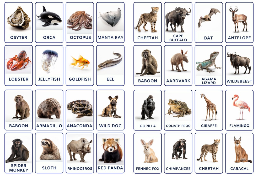 Flashcard Bundle of Animal Kingdom Including Wild Animals, African ...