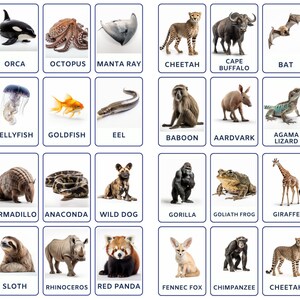 Flashcard Bundle of Animal Kingdom Including Wild Animals, African ...