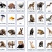 Flashcard Bundle of Animal Kingdom Including Wild Animals, African ...
