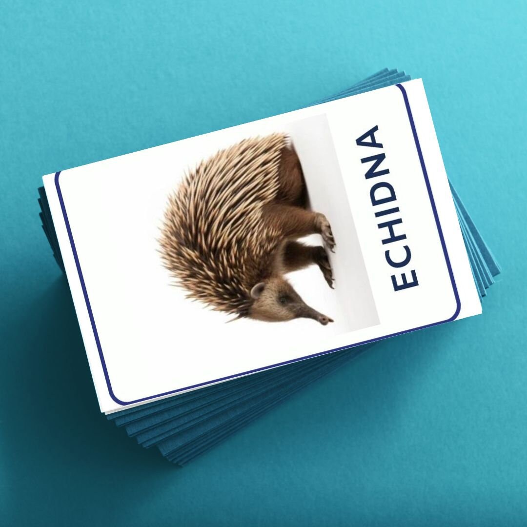 Explore 32 Australian Animals Flashcards for Kids, Printable ...