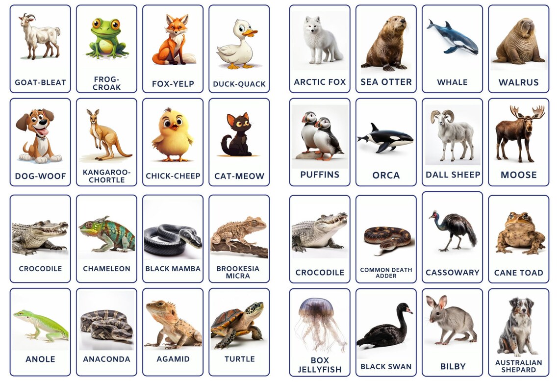 Bundle of Animal Flashcards, Arctic, African, Amphibians and Reptiles ...