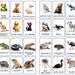 Bundle of Animal Flashcards, Arctic, African, Amphibians and Reptiles ...