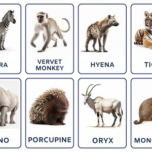 Explore the Outdoors With Our Flashcard Bundle, Safari, Ocean, Jungle ...