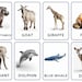 Ultimate Animal Breeds Flashcard Bundle, Including Snake Breeds, Dog ...