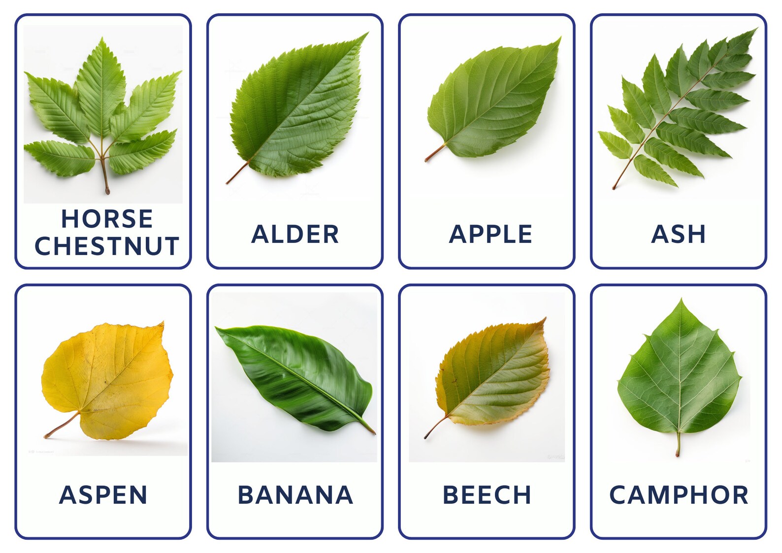 Natures Farm Feast Flashcard Bundle, Including Berries Flashcard, Nuts ...