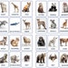 Discover 32 Mammals With Our Montessori Flashcards. Printable PDF Cards ...