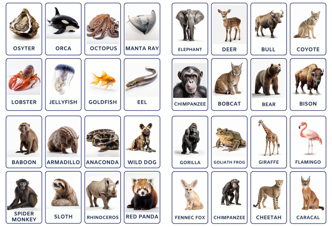 Flashcard Bundle of Wild Wonders Bundle Includes Ocean Animals, Desert ...