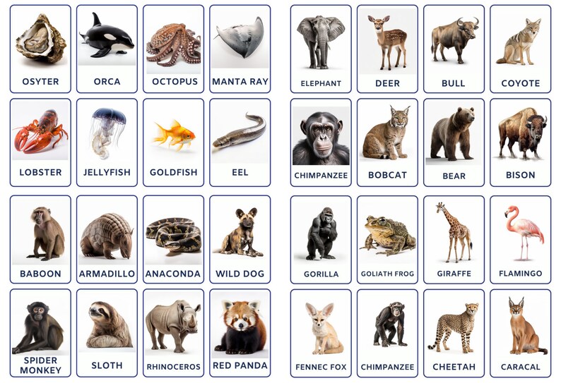 Flashcard Bundle of Wild Wonders Bundle Includes Ocean Animals, Desert ...