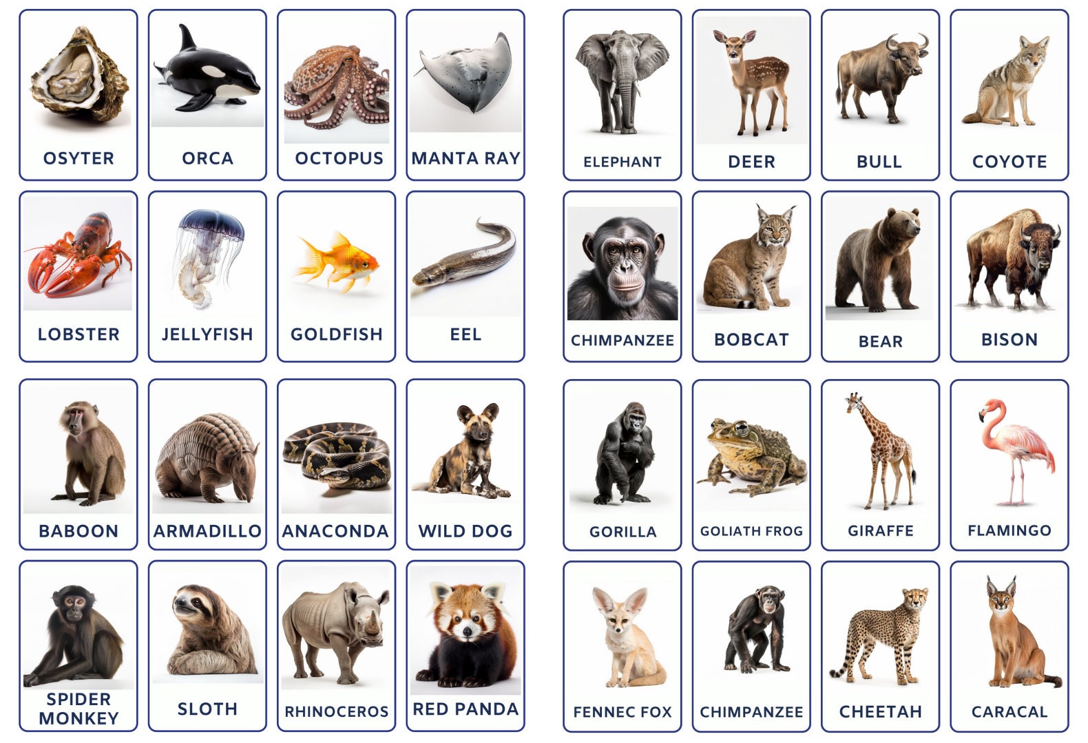 Flashcard Bundle of Wild Wonders Bundle Includes Ocean Animals, Desert ...
