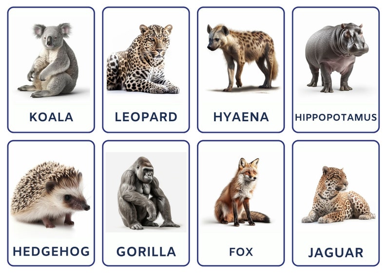 Explore the Outdoors With Our Flashcard Bundle, Safari, Ocean, Jungle ...