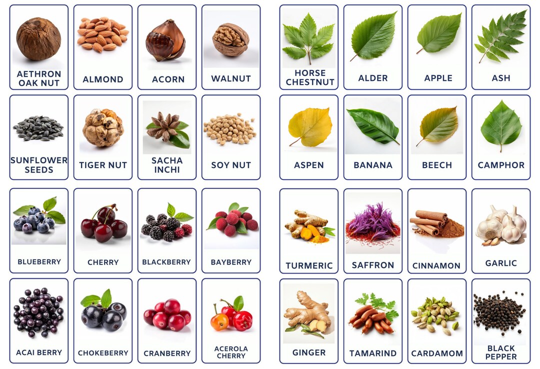 Natures Farm Feast Flashcard Bundle, Including Berries Flashcard, Nuts ...