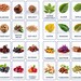 Natures Farm Feast Flashcard Bundle, Including Berries Flashcard, Nuts ...