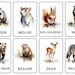 Safari and Jungle Animal Flashcards, Zoo, Woodland, Wild Animals ...