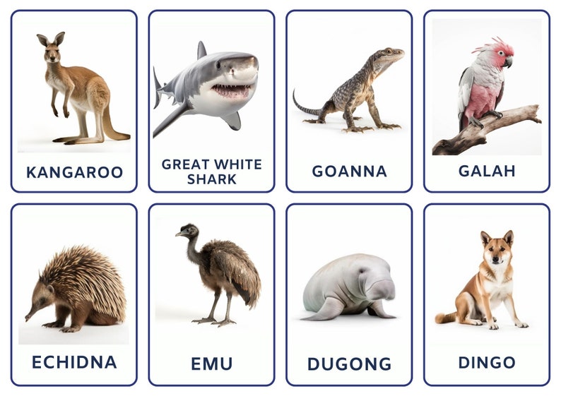 Flashcard Bundle of Wildlife Diversity Includes Australian Animals ...