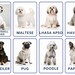 Ultimate Animal Breeds Flashcard Bundle, Including Snake Breeds, Dog ...