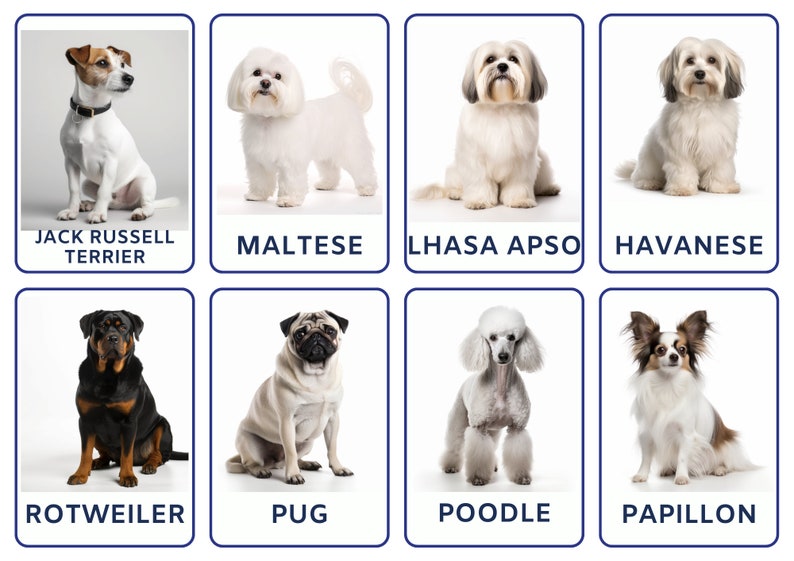 Ultimate Animal Breeds Flashcard Bundle, Including Snake Breeds, Dog ...