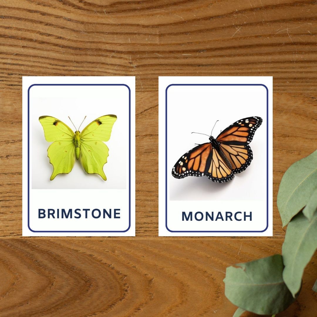 Explore Butterflies With 32 Montessori Flash Cards, Nomenclature ...