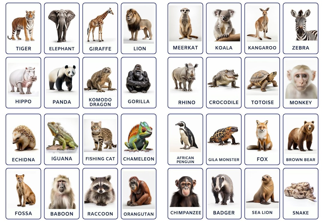 32 Flashcards danimaux de zoo, imprimables pour enfants, cartes de ...