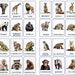32 Zoo Animals Flashcards, Kids Printable, Nomenclature Cards, Toddler ...