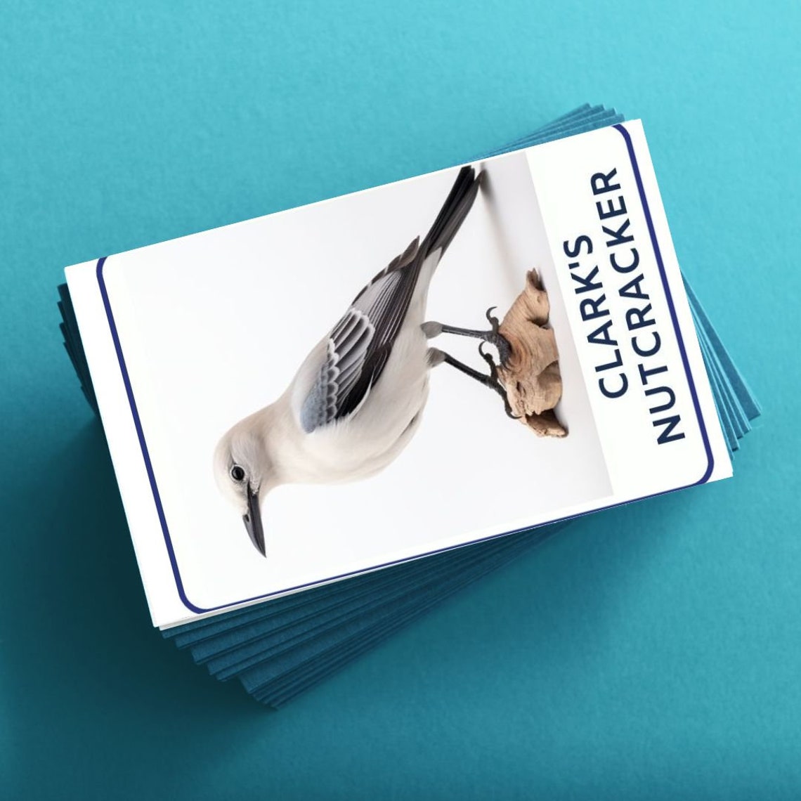 32 Winter Birds Flashcards, Kids Printable, Nomenclature Cards, Toddler ...