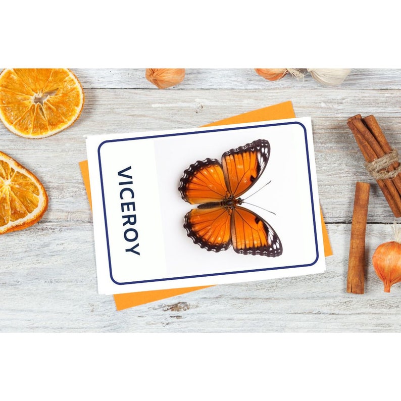 Explore Butterflies With 32 Montessori Flash Cards, Nomenclature ...