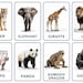 Flashcard Bundle of Woodland Animal Bundle Includes Farm Animals ...