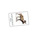 Engaging 32 African Animal Flashcards for Kids, Montessori Inspired ...