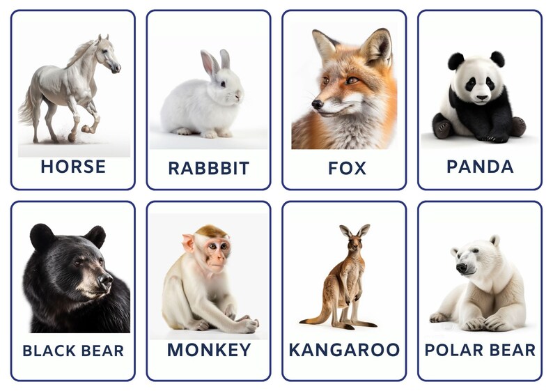 Flashcard Bundle of African Adventure Bundle Includes Desert Animals ...
