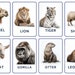 Flashcard Bundle of Wildlife Diversity Includes Australian Animals ...