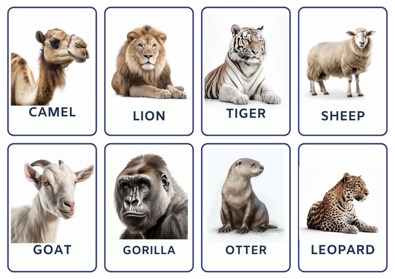 Flashcard Bundle of Wildlife Diversity Includes Australian Animals ...