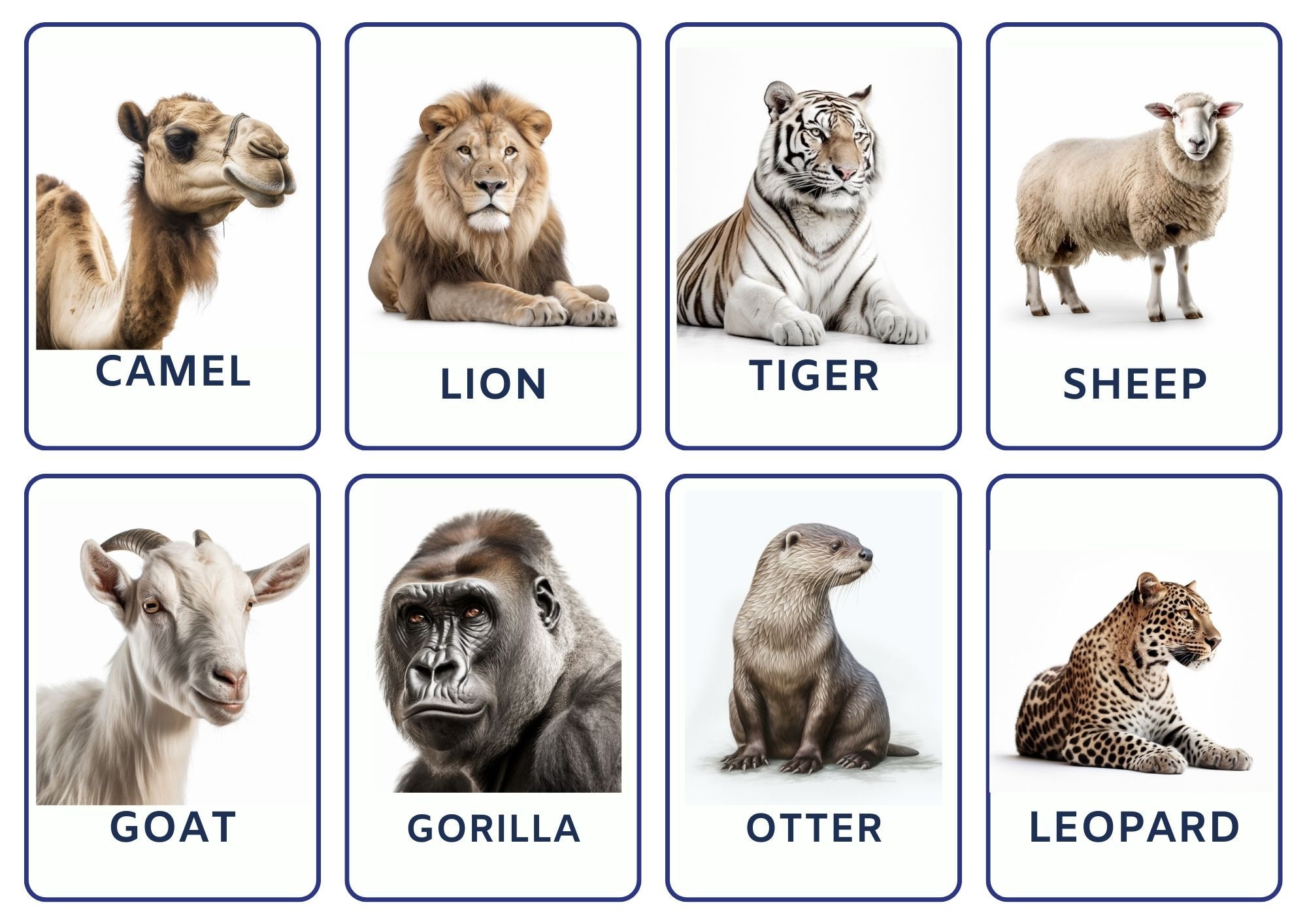 Flashcard Bundle of Wildlife Diversity Includes Australian Animals ...