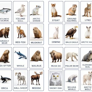 Chill With Arctic Friends, 32 Arctic Animals Flashcards for Kids and ...