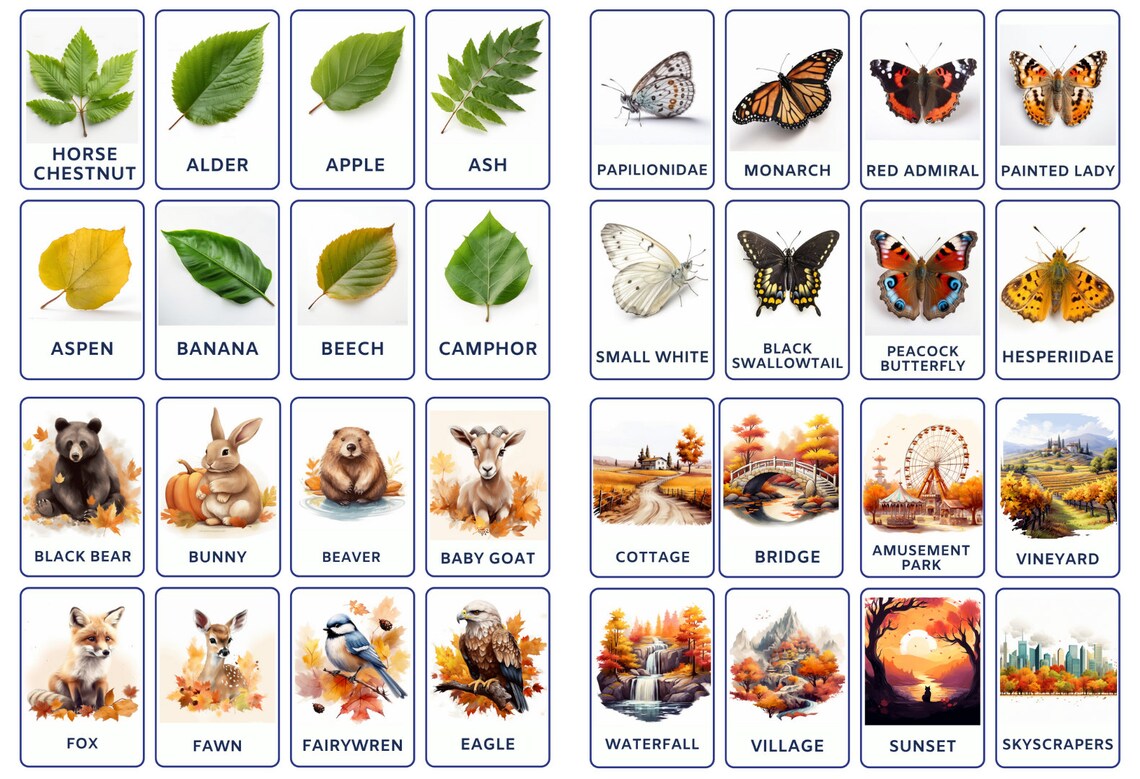 Flashcard Bundle of Nature's Beauty Including Butterflies, Woodland ...