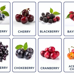 Natures Farm Feast Flashcard Bundle, Including Berries Flashcard, Nuts ...