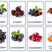Natures Farm Feast Flashcard Bundle, Including Berries Flashcard, Nuts ...