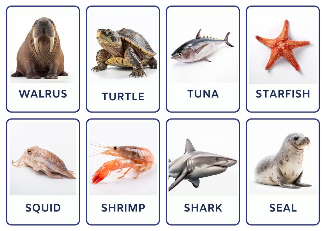 Explore the Outdoors With Our Flashcard Bundle, Safari, Ocean, Jungle ...