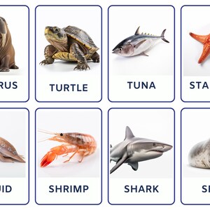 Explore the Outdoors With Our Flashcard Bundle, Safari, Ocean, Jungle ...