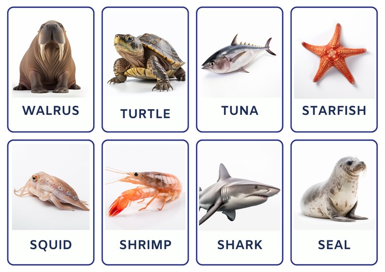 Explore the Outdoors With Our Flashcard Bundle, Safari, Ocean, Jungle ...