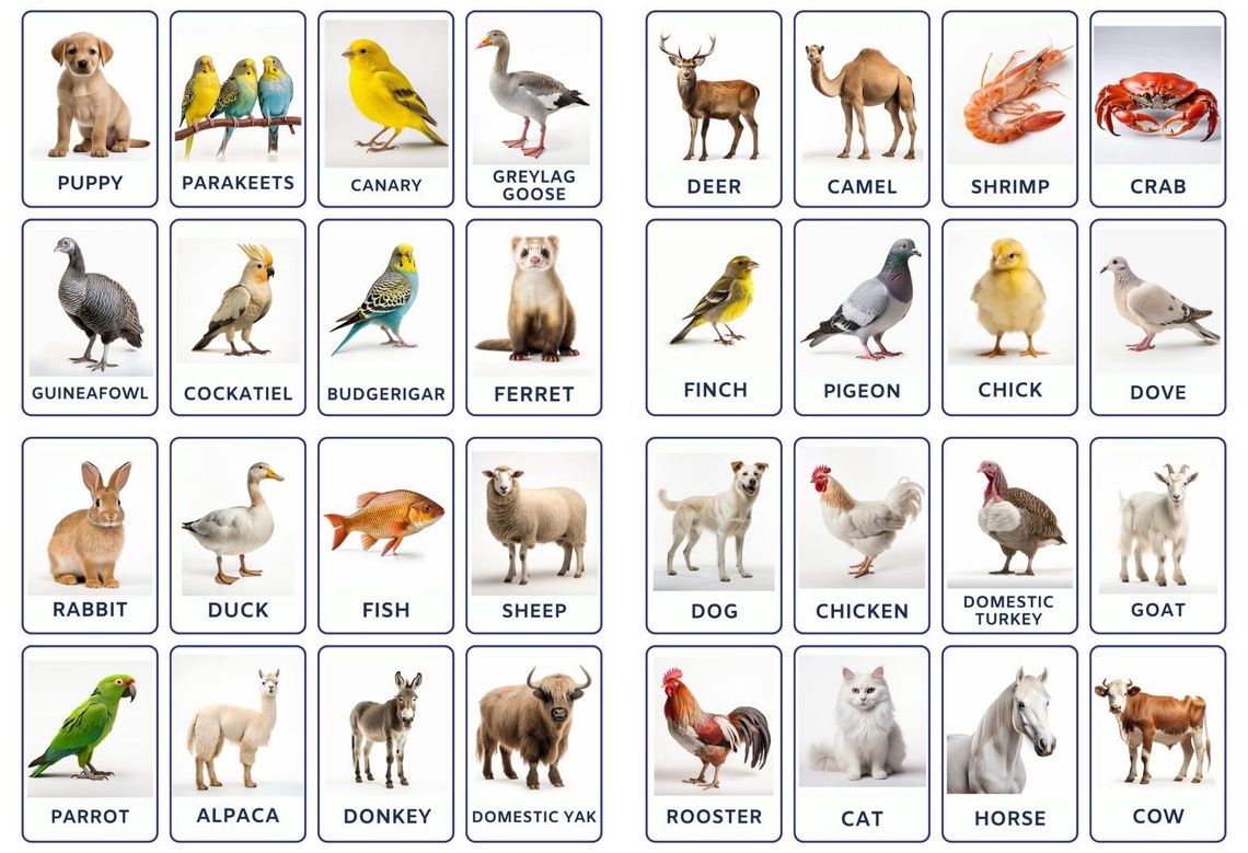 32 Domestic Animals and Birds Flashcards, Kids Printable, Nomenclature ...