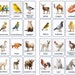 32 Domestic Animals and Birds Flashcards, Kids Printable, Nomenclature ...