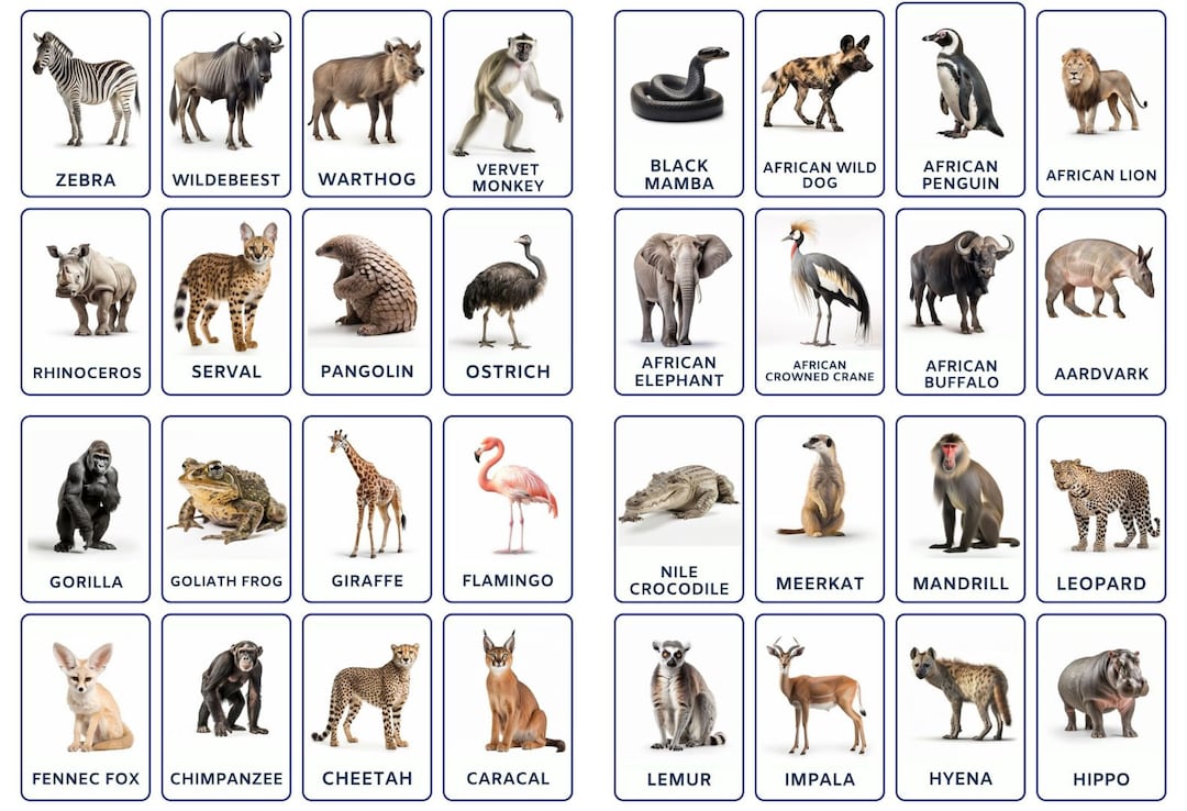 Engaging 32 African Animal Flashcards for Kids, Montessori Inspired ...