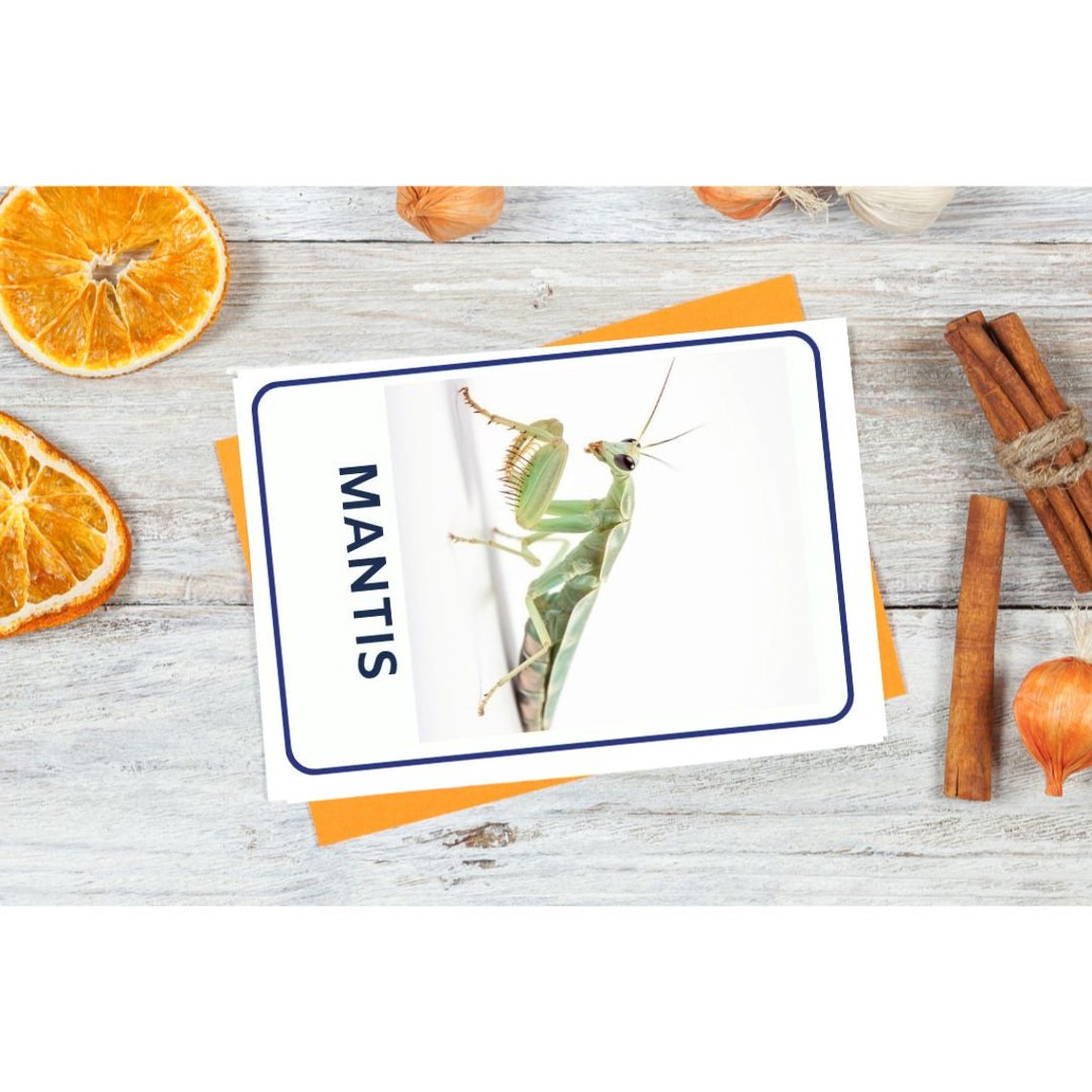 32 Insects Flash Cards, Montessori Flash Cards, Preschool Activity ...