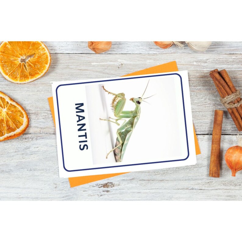32 Insects Flash Cards, Montessori Flash Cards, Preschool Activity ...