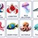 Flashcard Bundle of Animals and Creatures Bundle Includes Kids ...