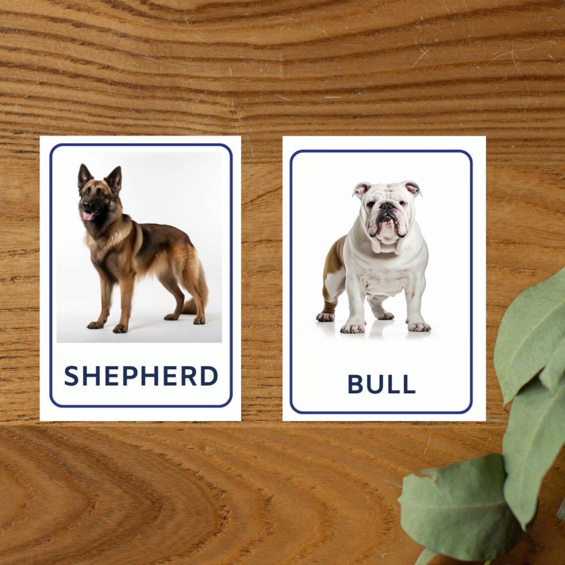 Explore Dog Breeds 32 Montessori Flashcards With Real Pictures ...