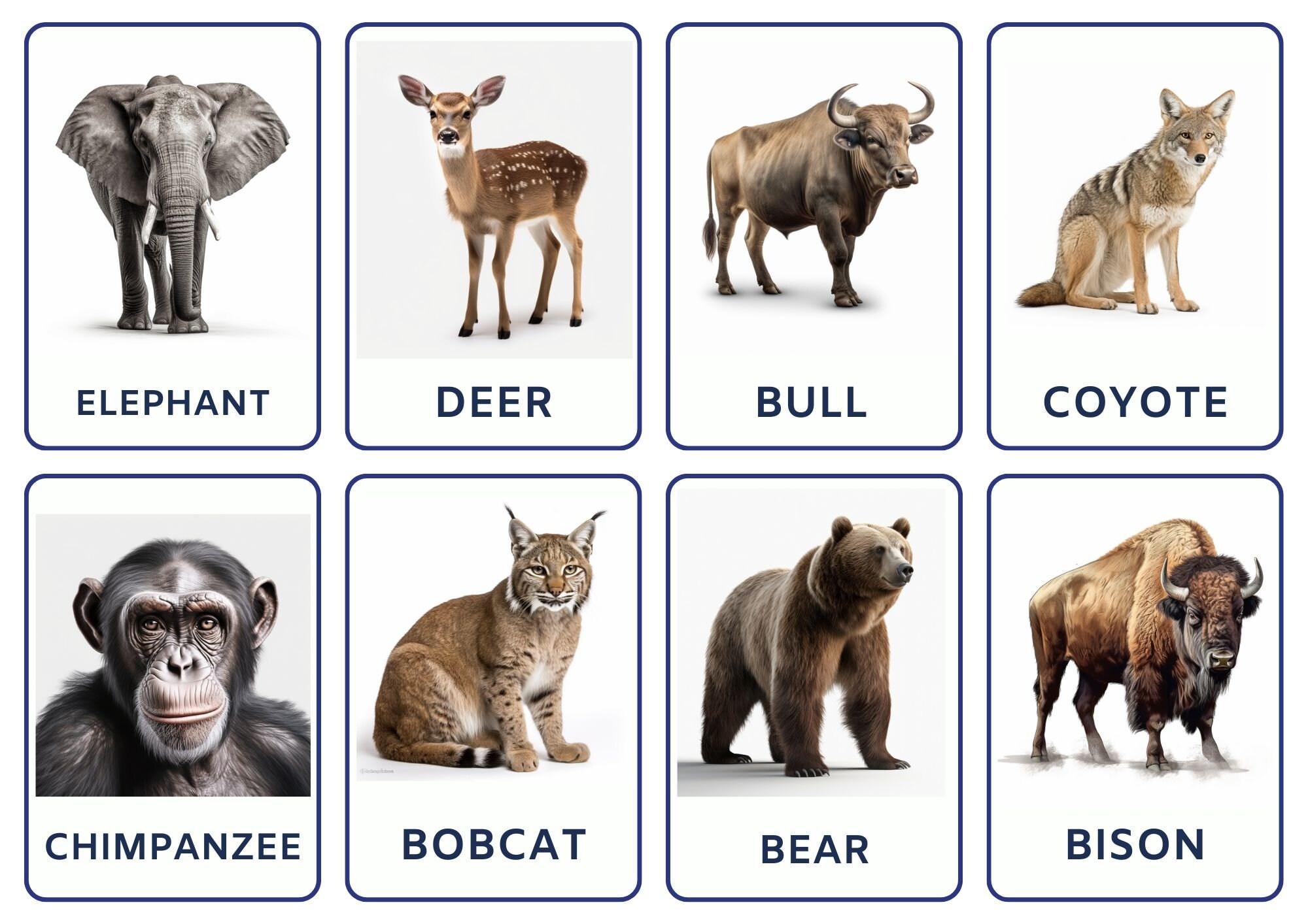 Flashcard Bundle of Animal Kingdom Bundle Includes African Animals ...