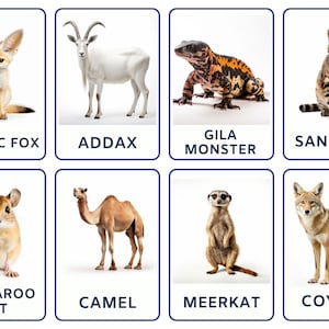 Flashcard Bundle of Animal Safari Bundle Includes Ocean Animals, Forest ...